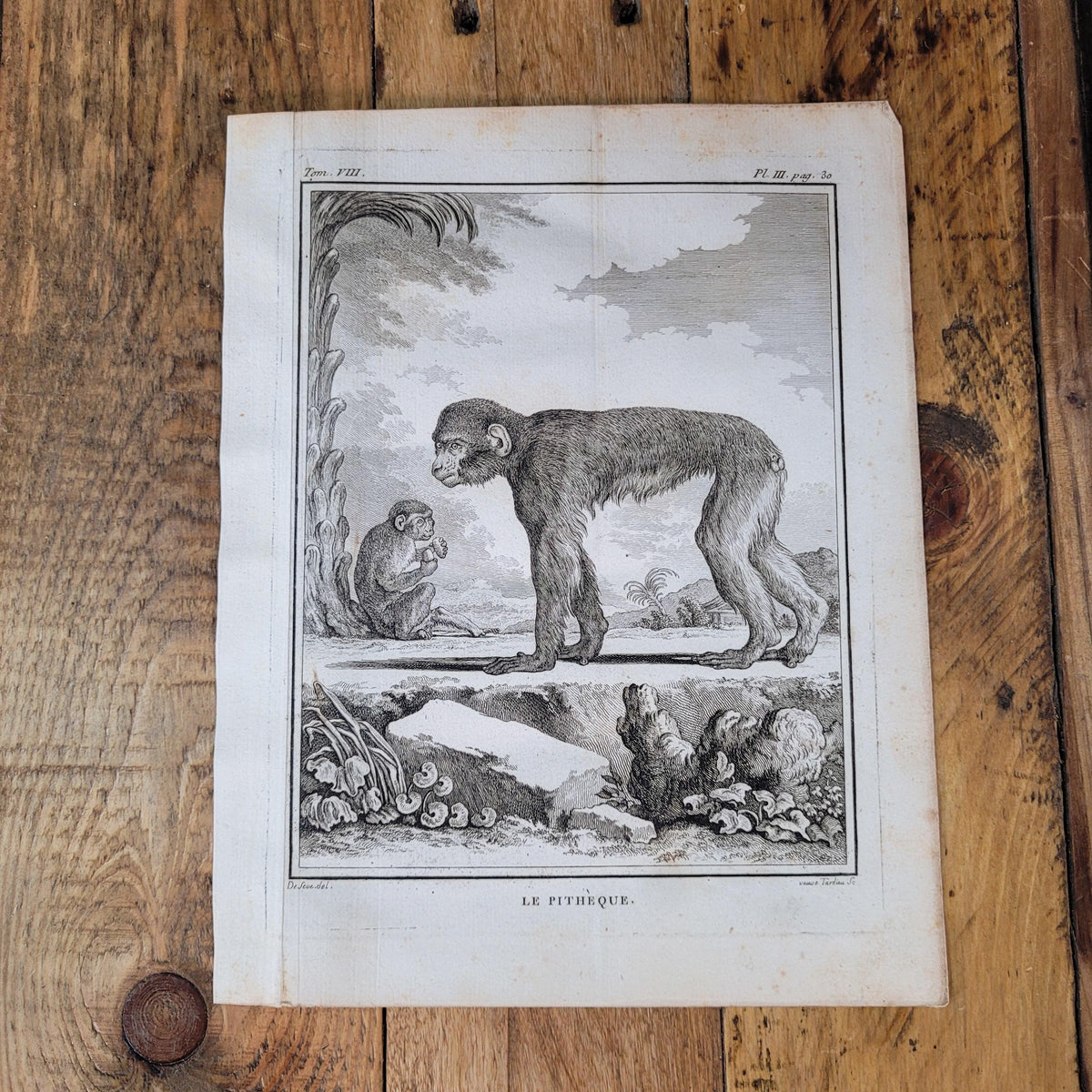 Antiker Kupferstich, Le Pitheque, Affe